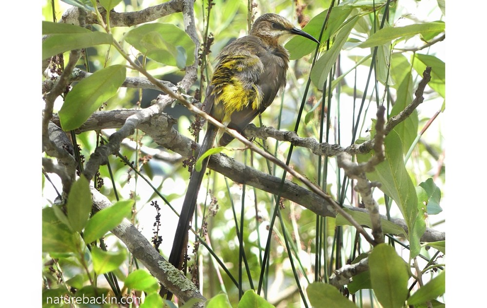 Cape sugarbird: Summer visitors to our garden – letting nature back in