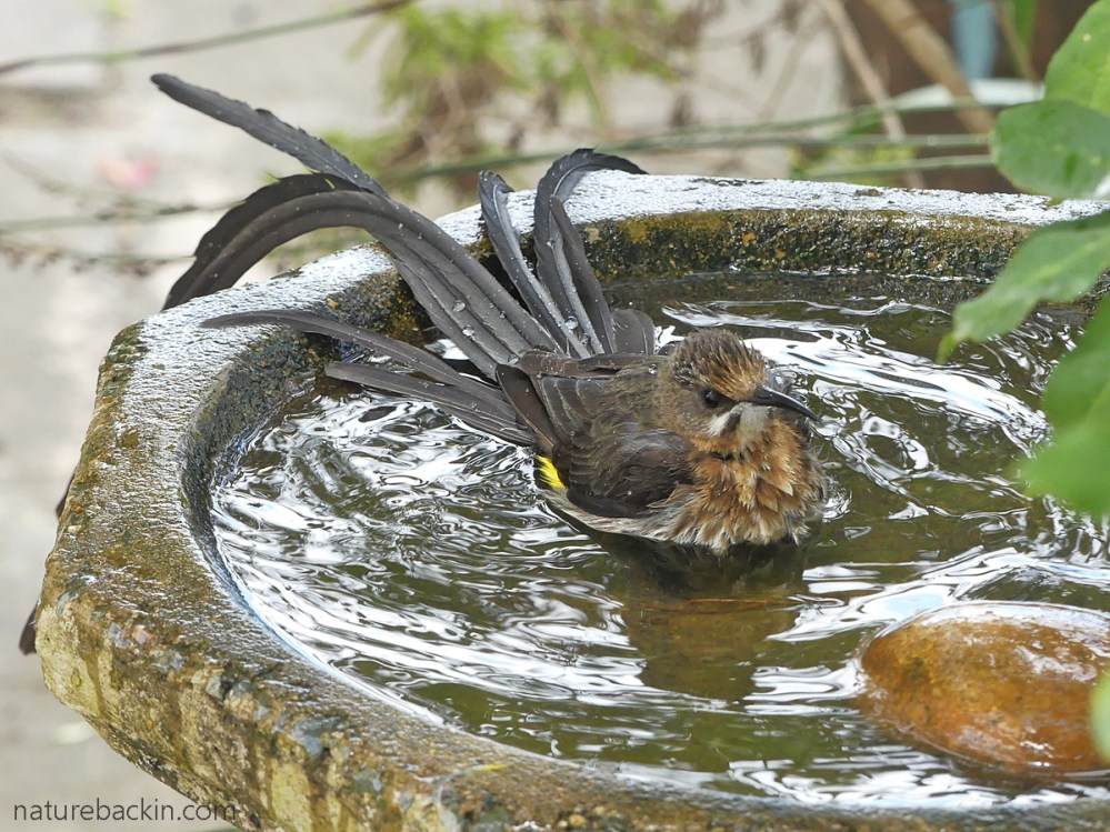 Cape sugarbird: Summer visitors to our garden – letting nature back in