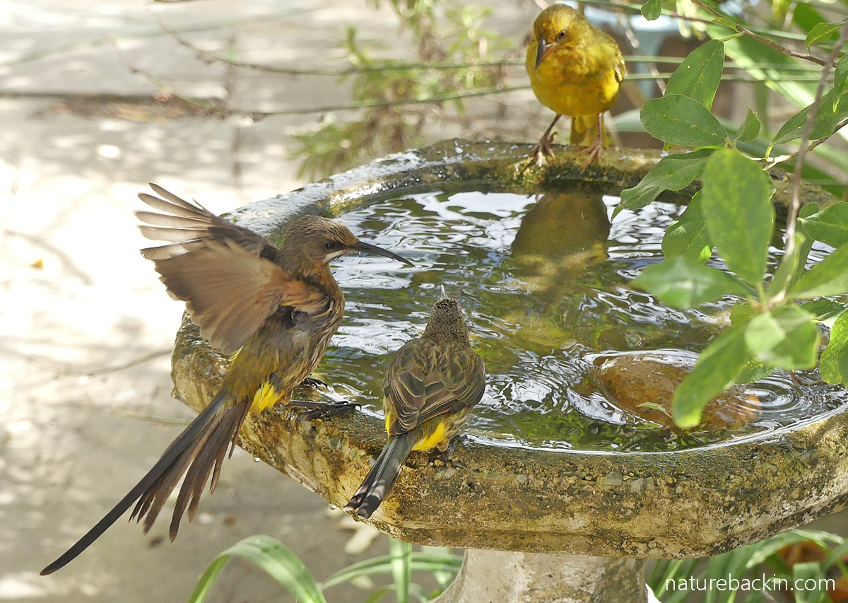 Cape sugarbird: Summer visitors to our garden – letting nature back in