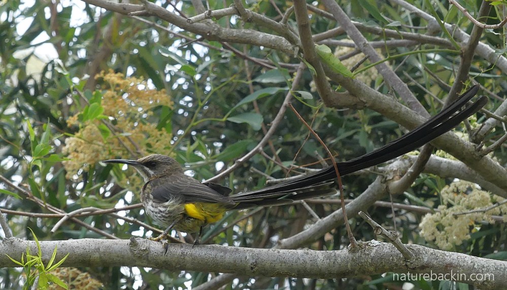 Cape sugarbird: Summer visitors to our garden – letting nature back in