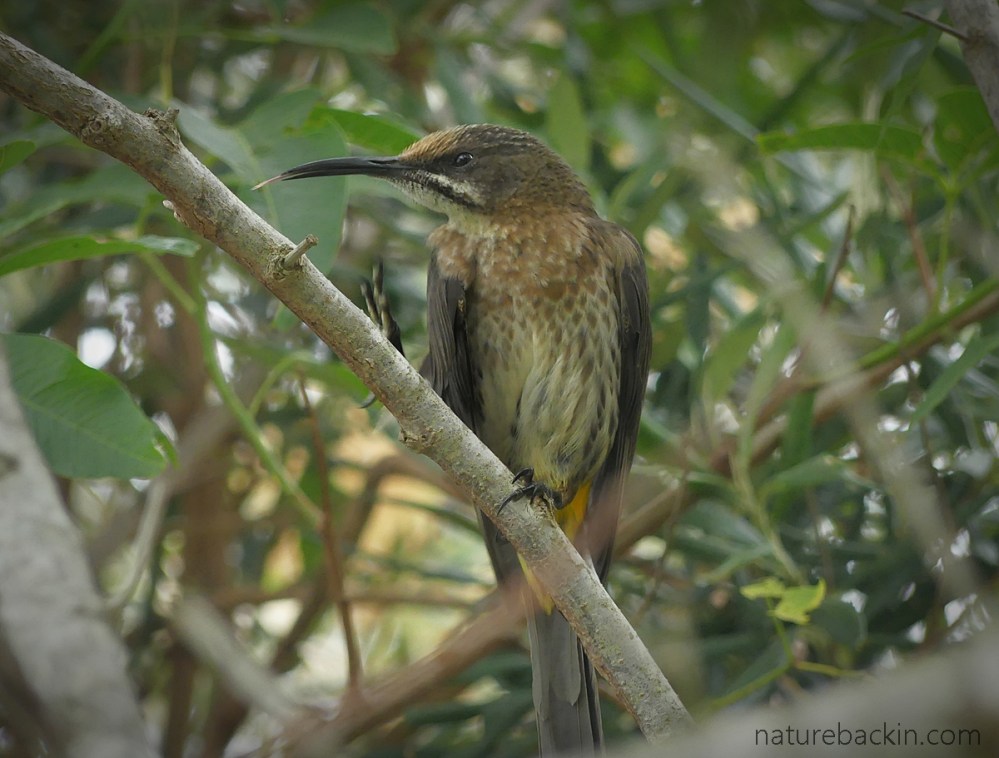 Cape sugarbird: Summer visitors to our garden – letting nature back in