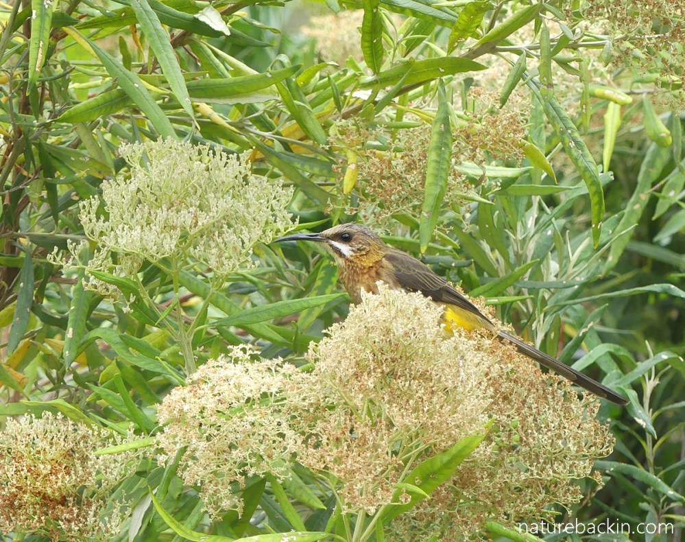 Cape sugarbird: Summer visitors to our garden – letting nature back in
