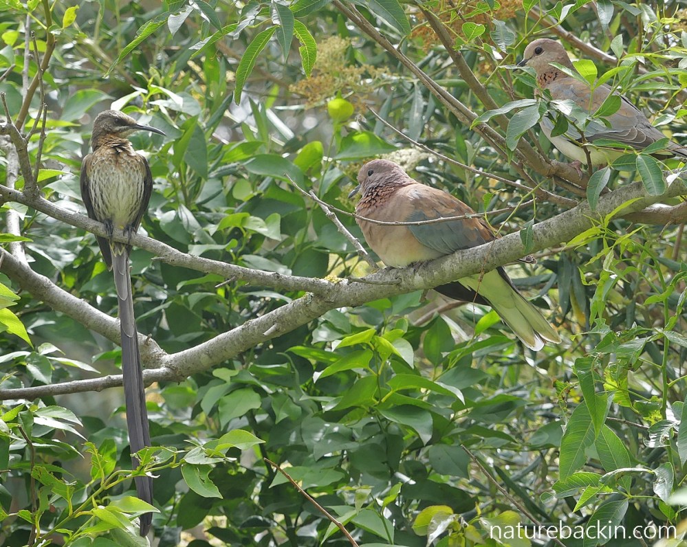 Cape sugarbird: Summer visitors to our garden – letting nature back in
