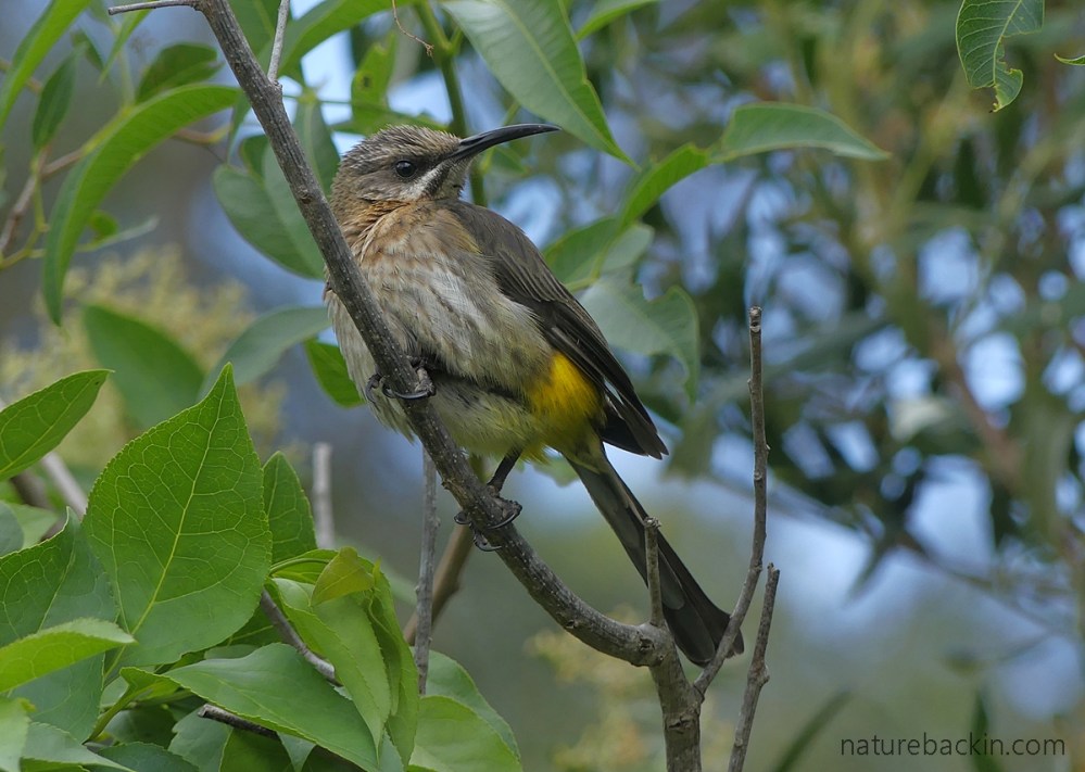 Cape sugarbird: Summer visitors to our garden – letting nature back in