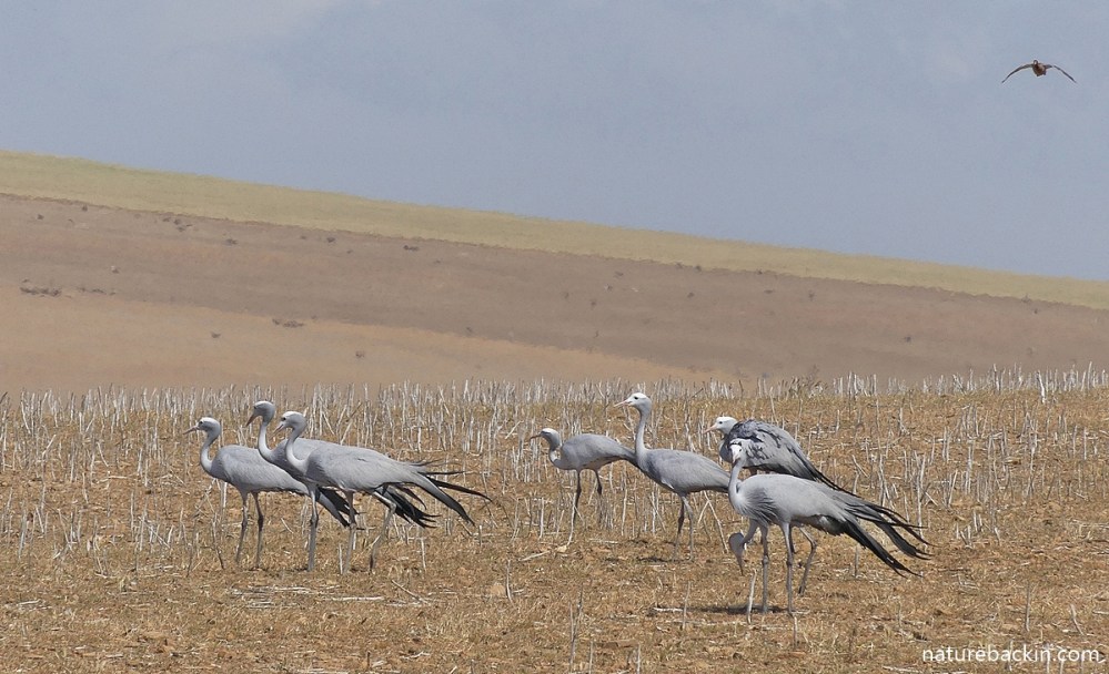 South Africa’s blue cranes in the croplands of the Overberg – letting ...